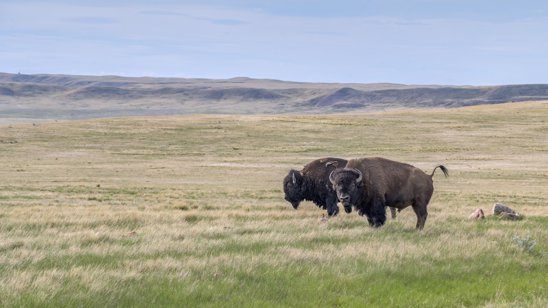 Discovering Languages: The Descriptive Dene Language - Canadian ...